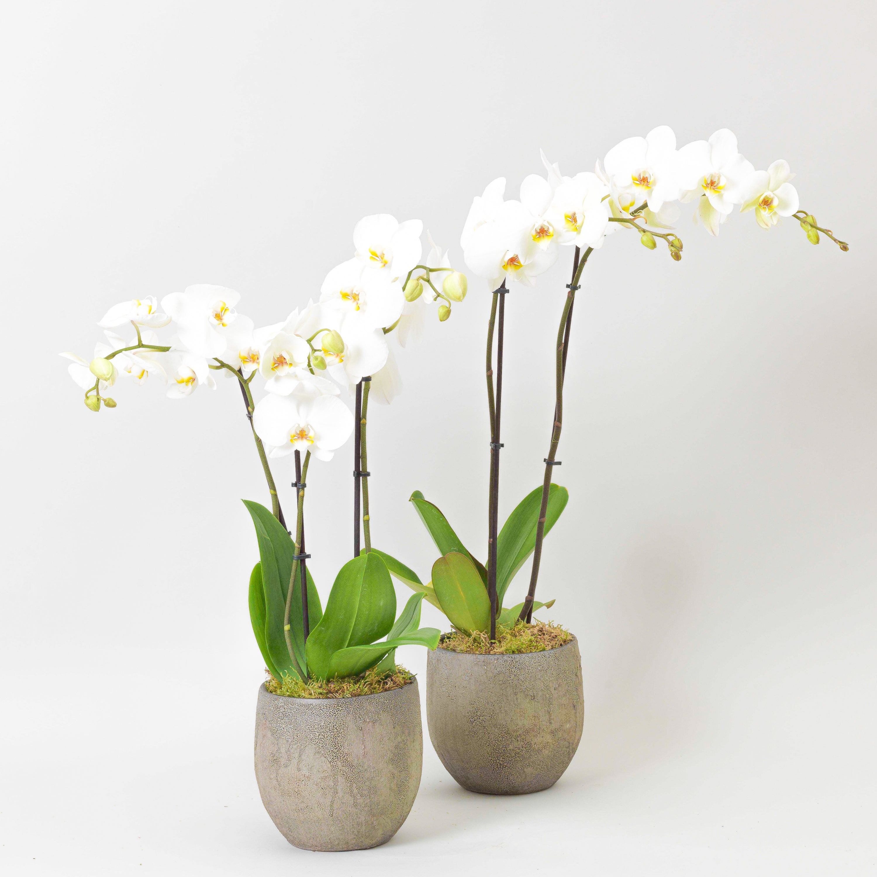 Flower Delivery Canary Wharf - Same Day - Flowers & Plants Co.