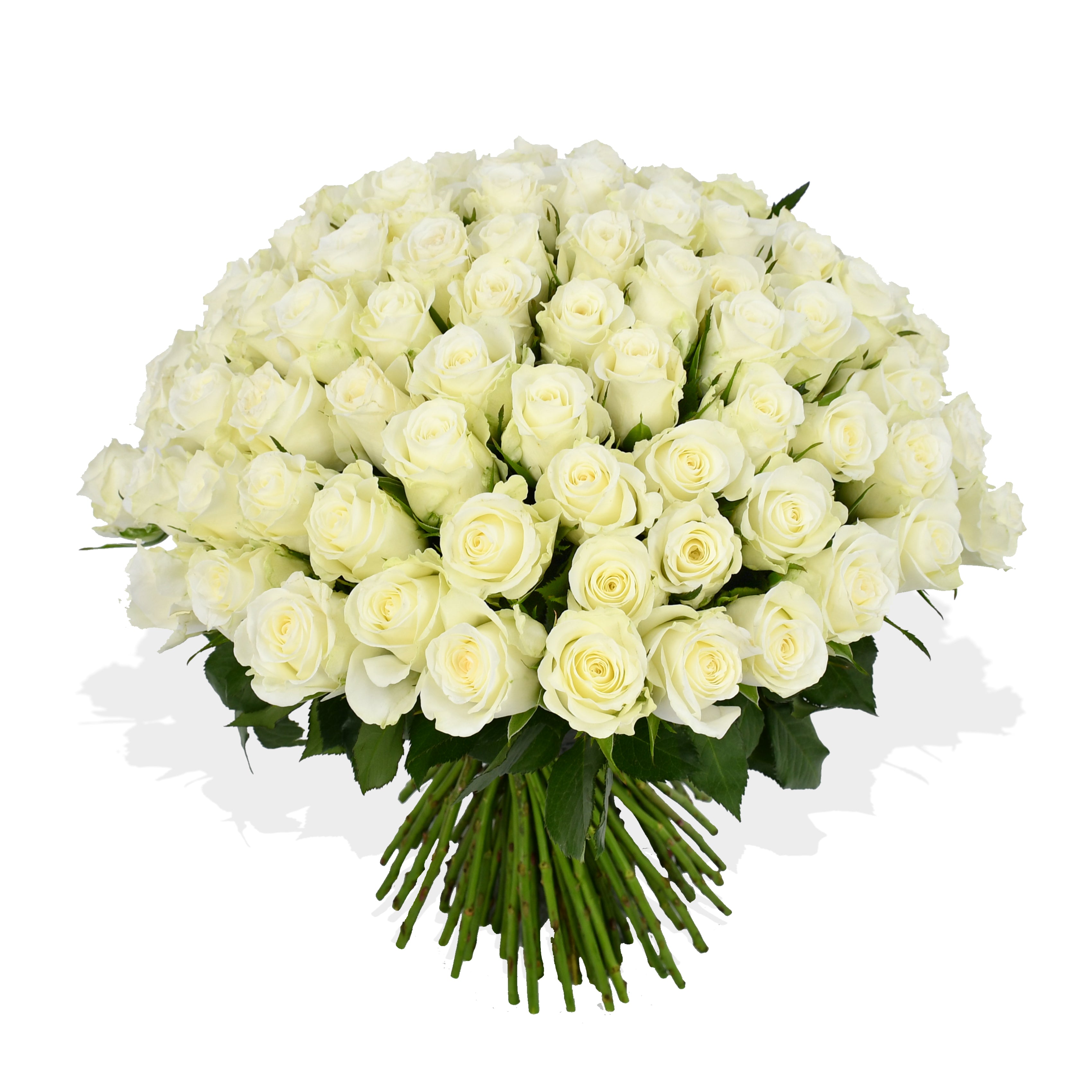 Mademoiselle - Luxury White Roses - Flowers & Plants Co.